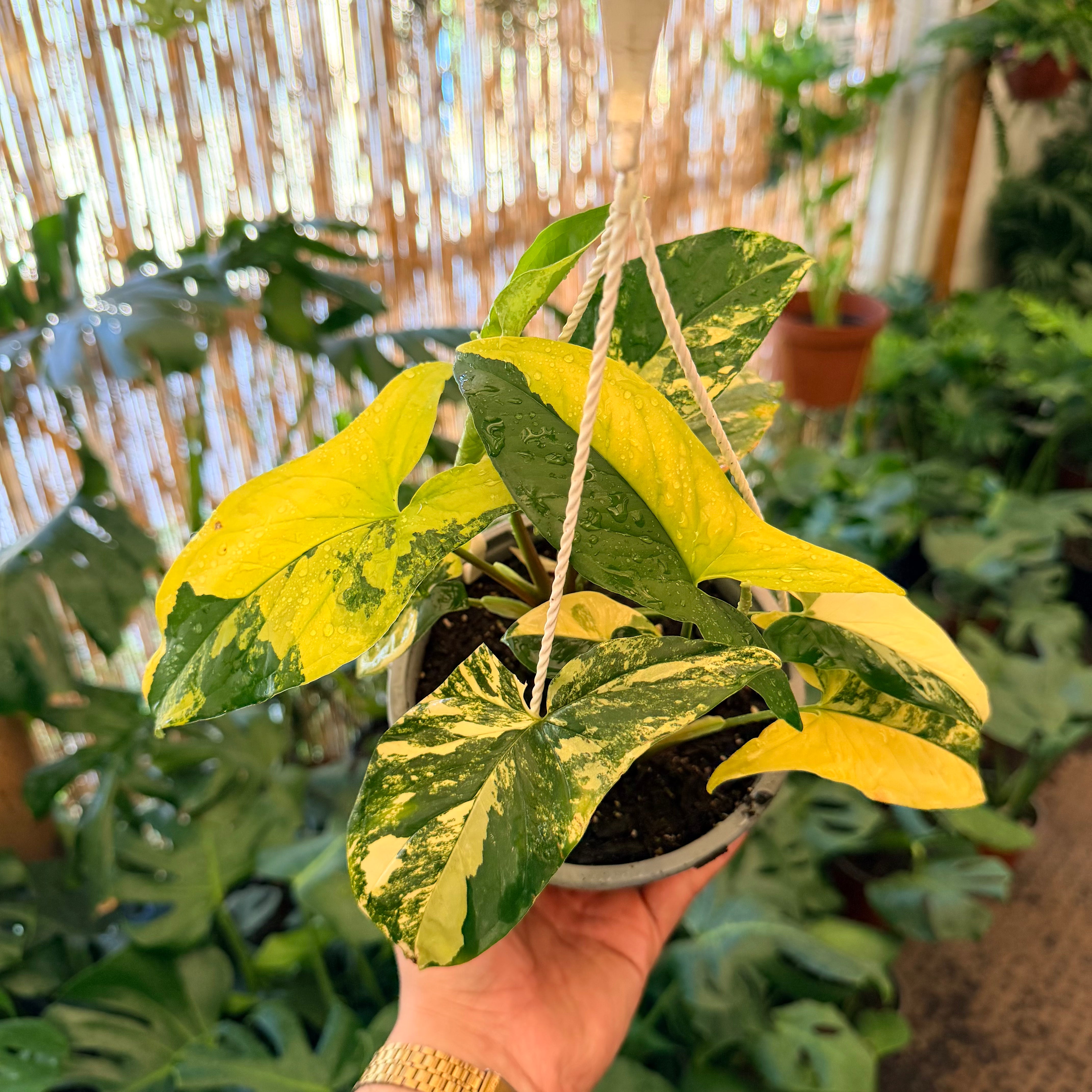 Singonio Aurea Yellow - Amarillo – Vivero Mis Tesoros C Gloria