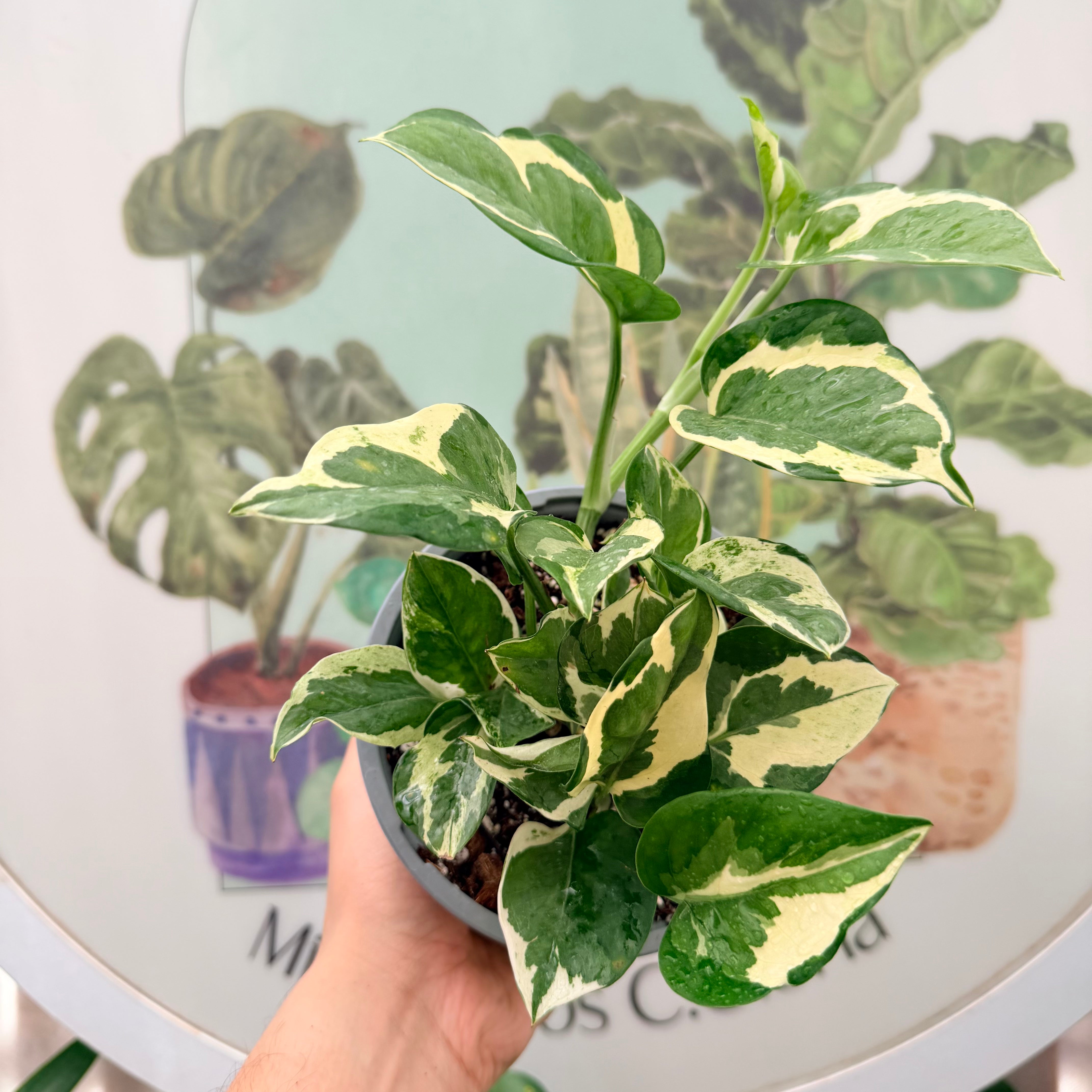 Scindapsus Pearl and Jade MM – Vivero Mis Tesoros C Gloria