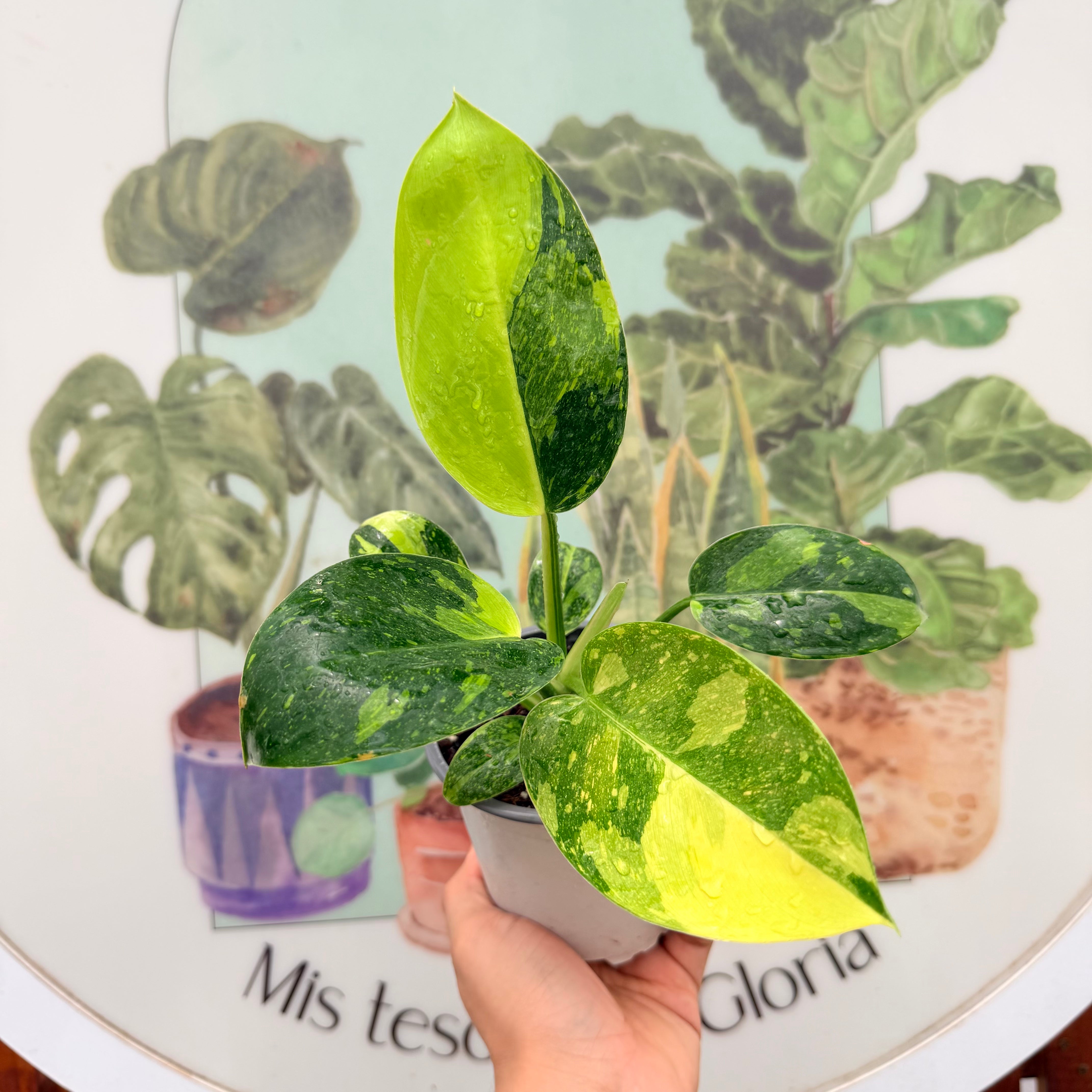 Filodendro Green Congo Hibrido Variegado – Vivero Mis Tesoros C Gloria
